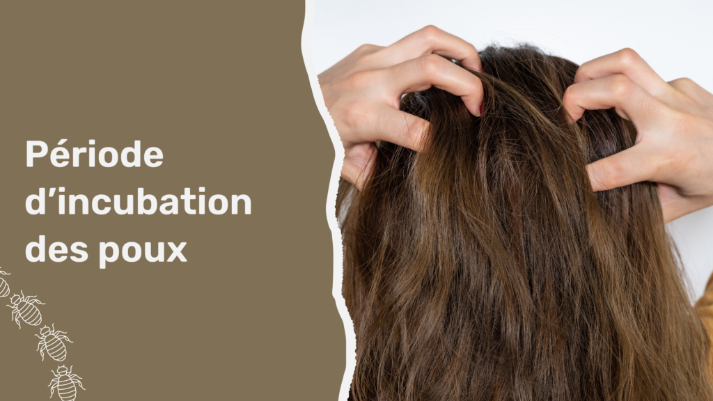Période d’incubation des poux | Royal-Poux
