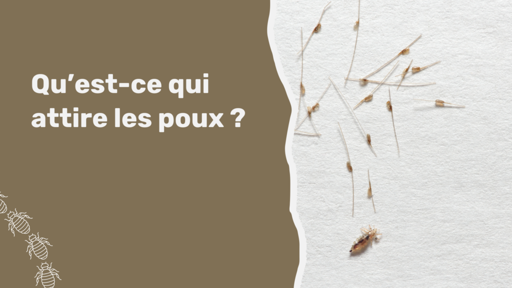 Qu’est-ce qui attire les poux ? | Royal Poux